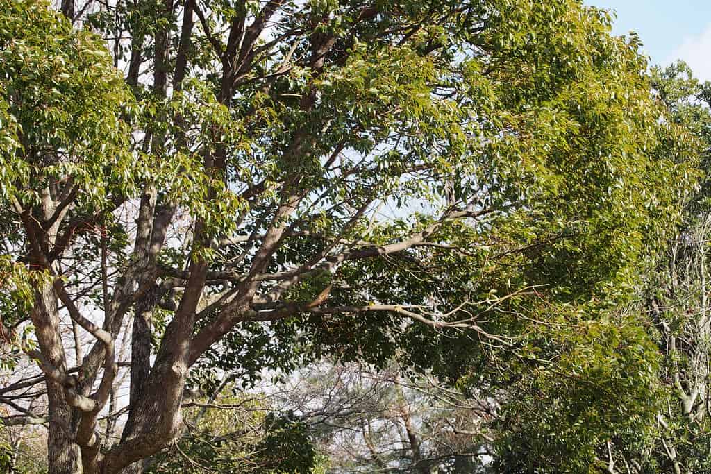 Camphor Tree Care And Growing Guide | Plantly