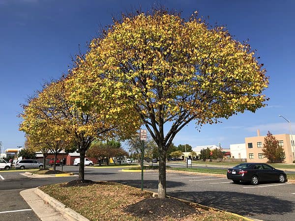 White House Presidential Trees | Plantly