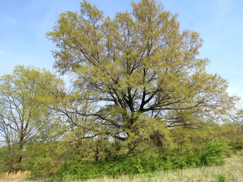 Presidential Trees At The White House | Plantly