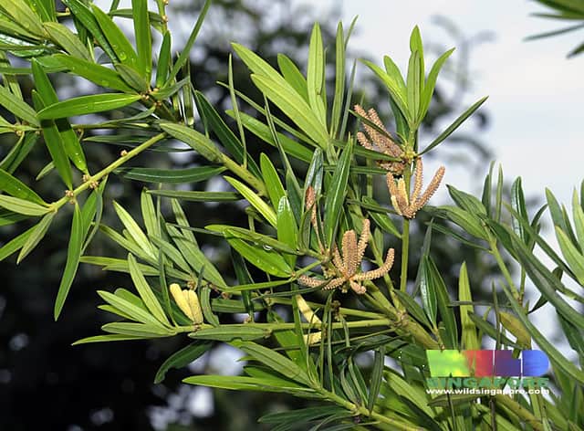 Expert Guide On How To Care Podocarpus Tree | Plantly