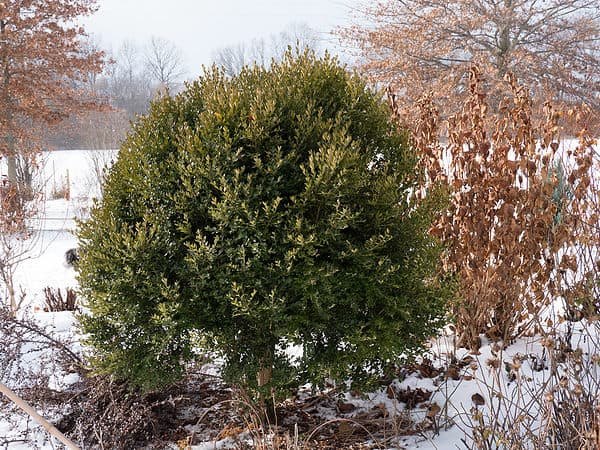 Green Mountain Boxwood Growing Guide | Plantly