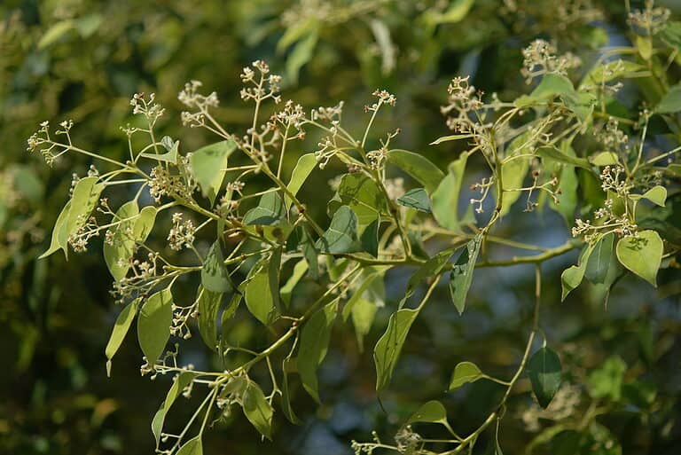 Camphor Tree Care And Growing Guide | Plantly