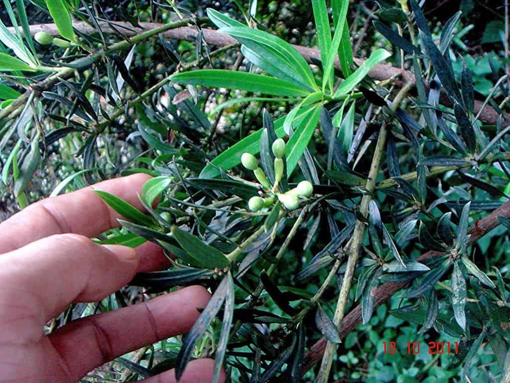 Expert Guide On How To Care Podocarpus Tree | Plantly