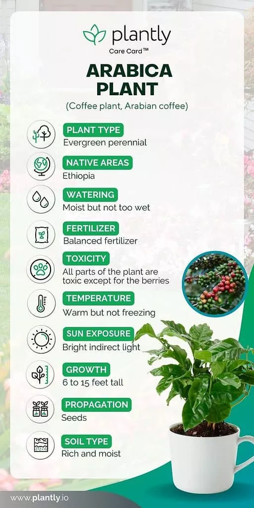 Tips And Guide on Taking Care Arabica Plant | Plantly