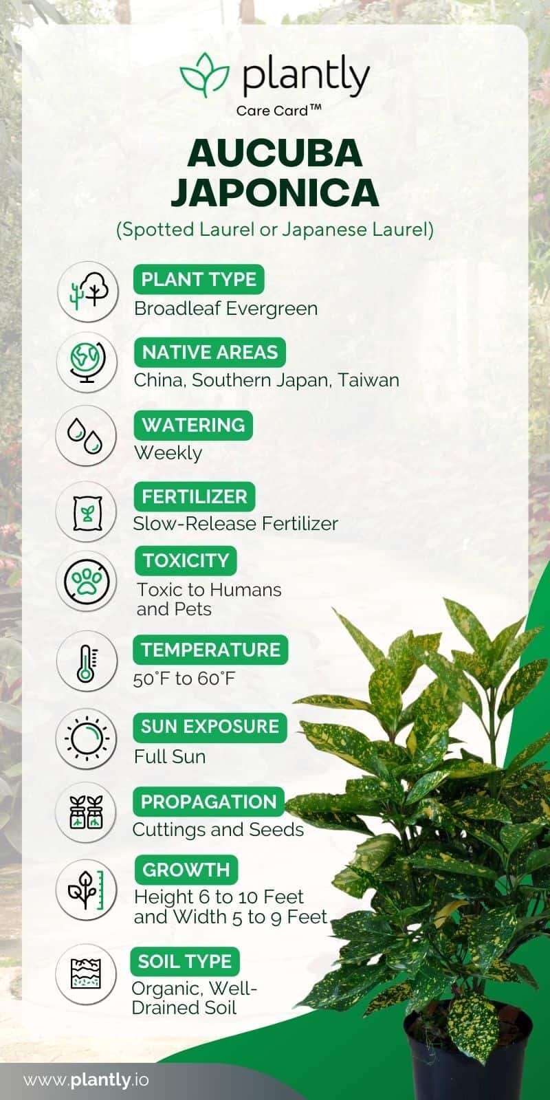 Aucuba Japonica Plant Care Guide | Plantly