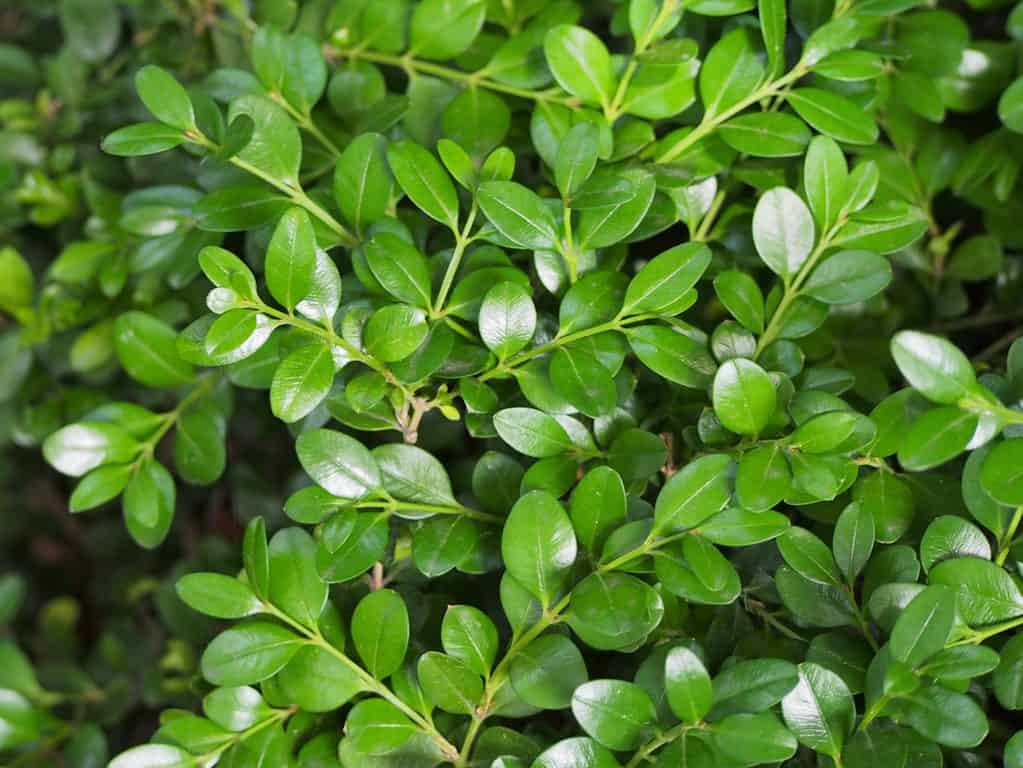 Green Mountain Boxwood Growing Guide | Plantly