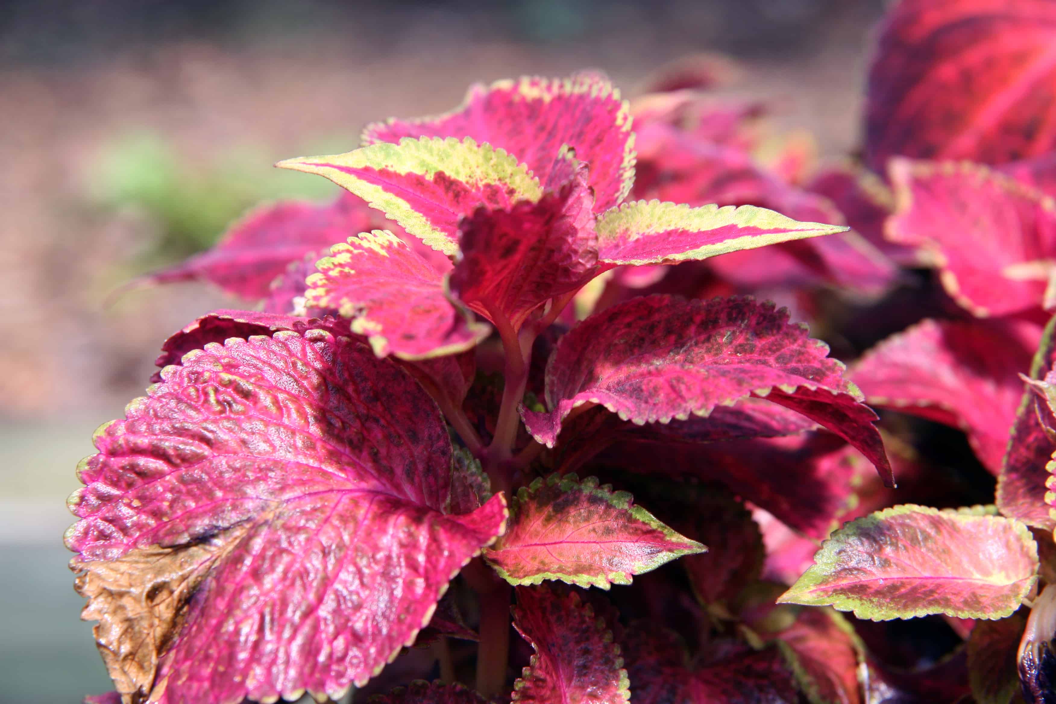 How To Grow Coleus Seeds | Plantly