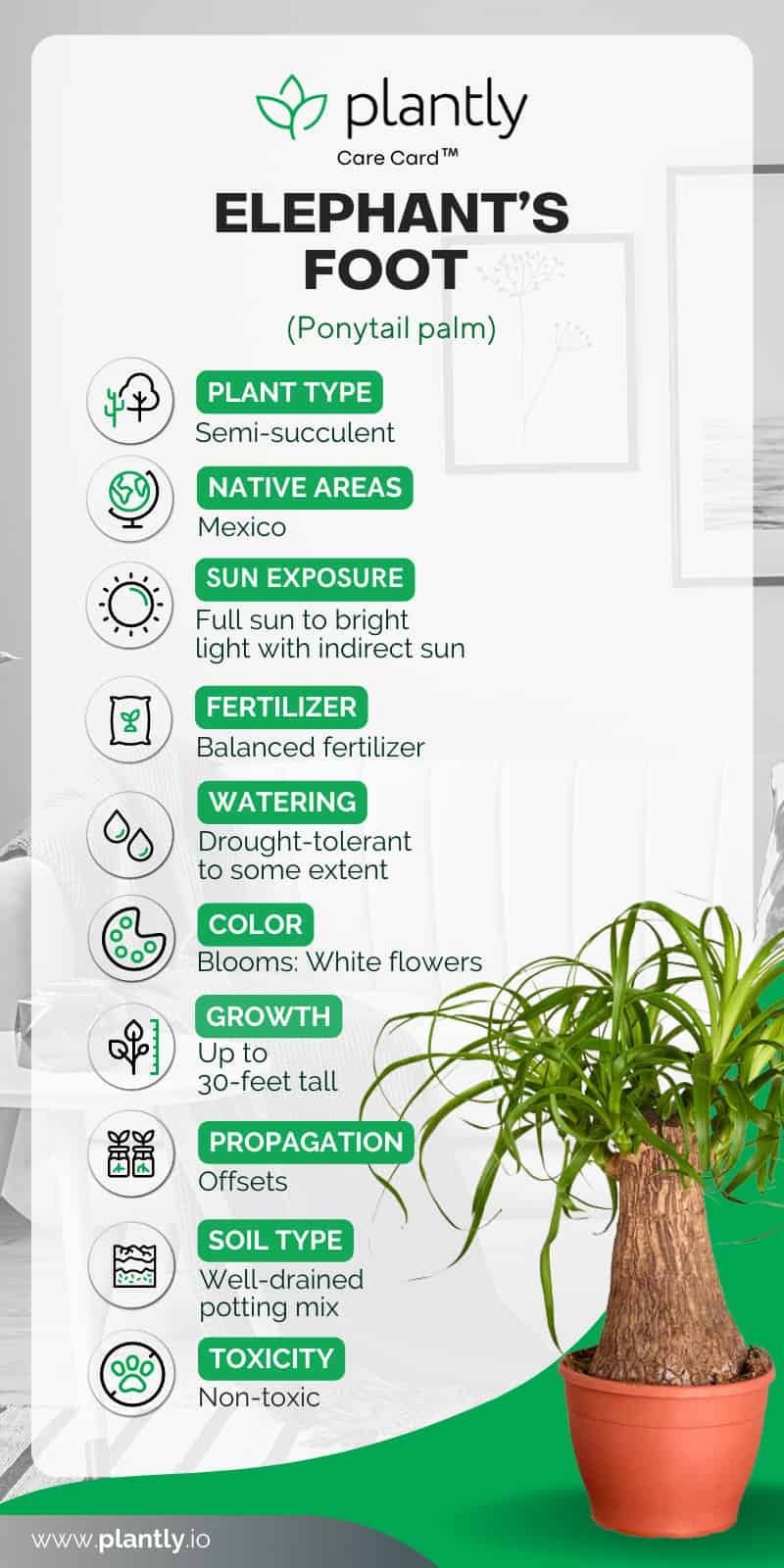 Elephant's foot Plant Care Guide | Plantly