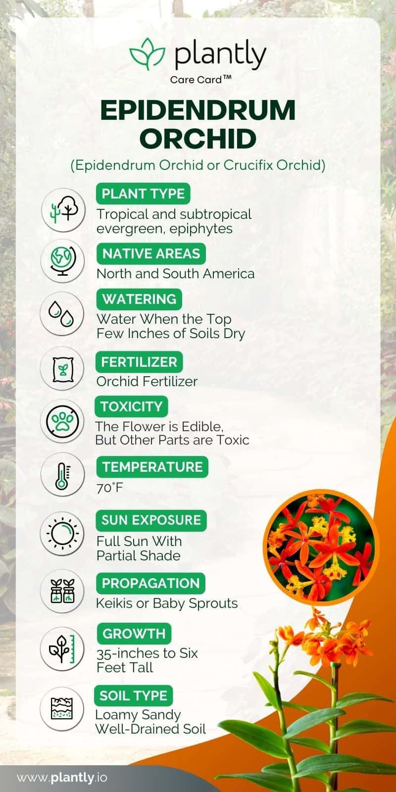 Epidendrum Orchid Plant Care | Plantly
