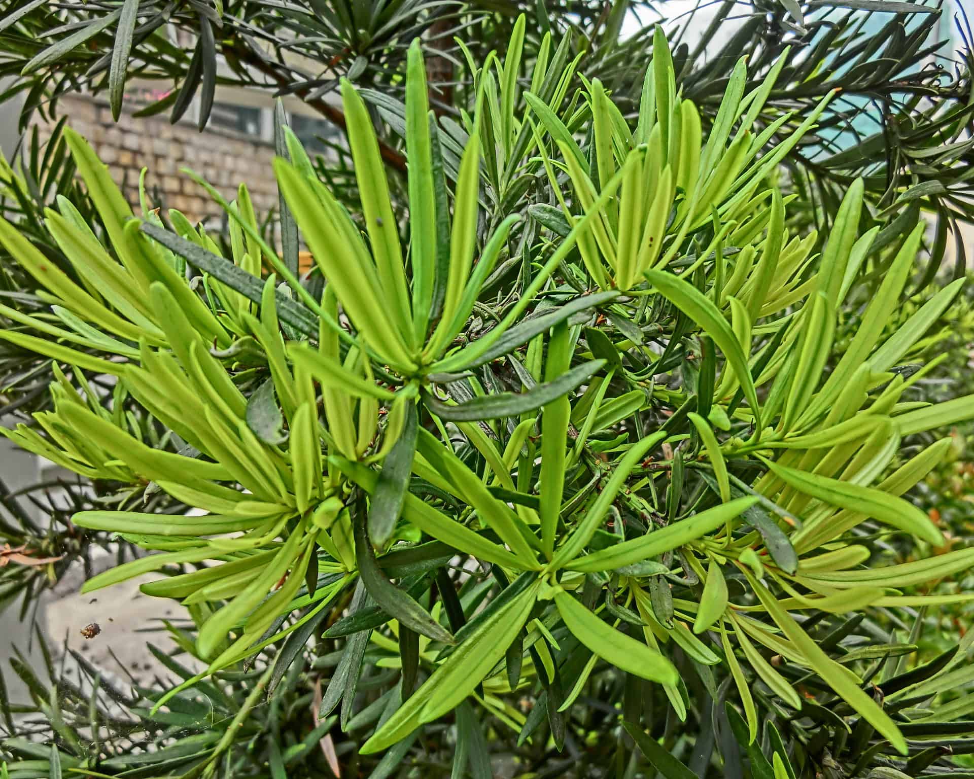 Expert Guide On How To Care Podocarpus Tree | Plantly