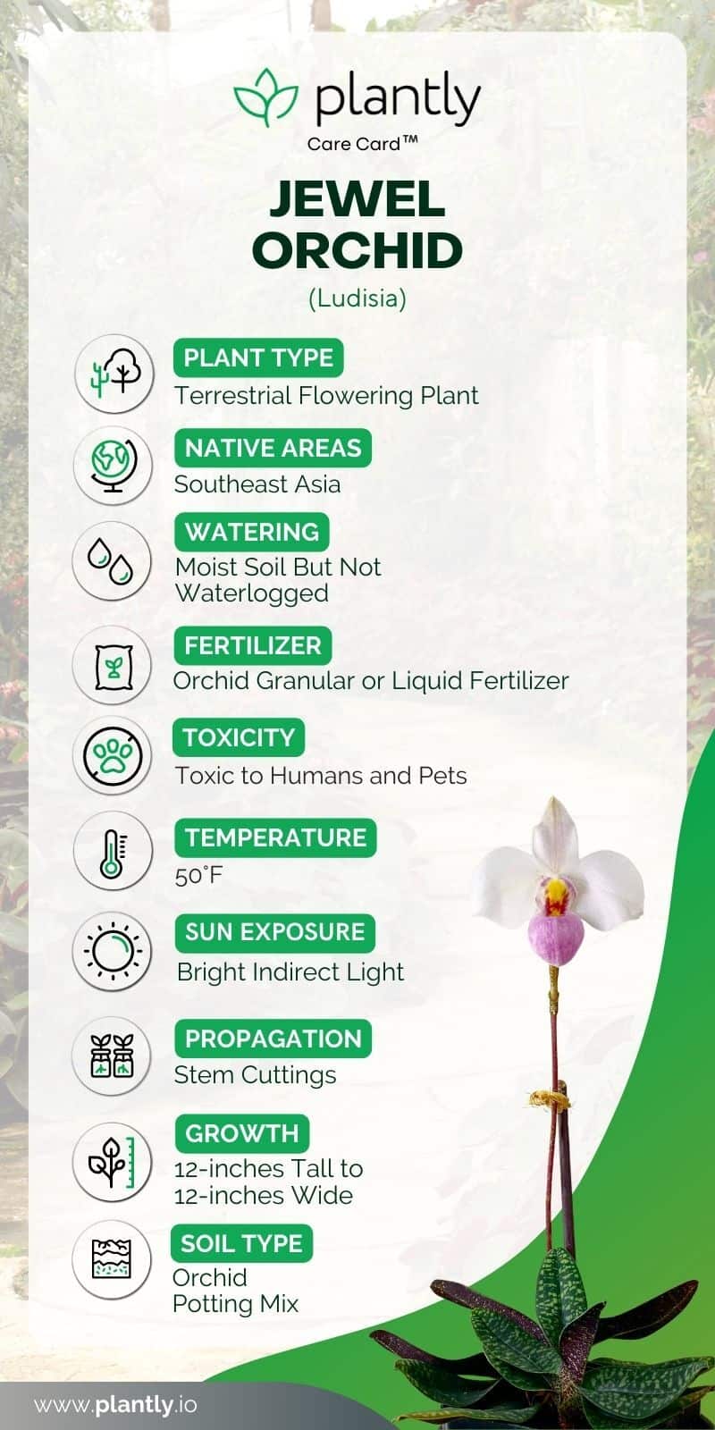 Jewel Orchid Plant Care & Growing Guide | Plantly