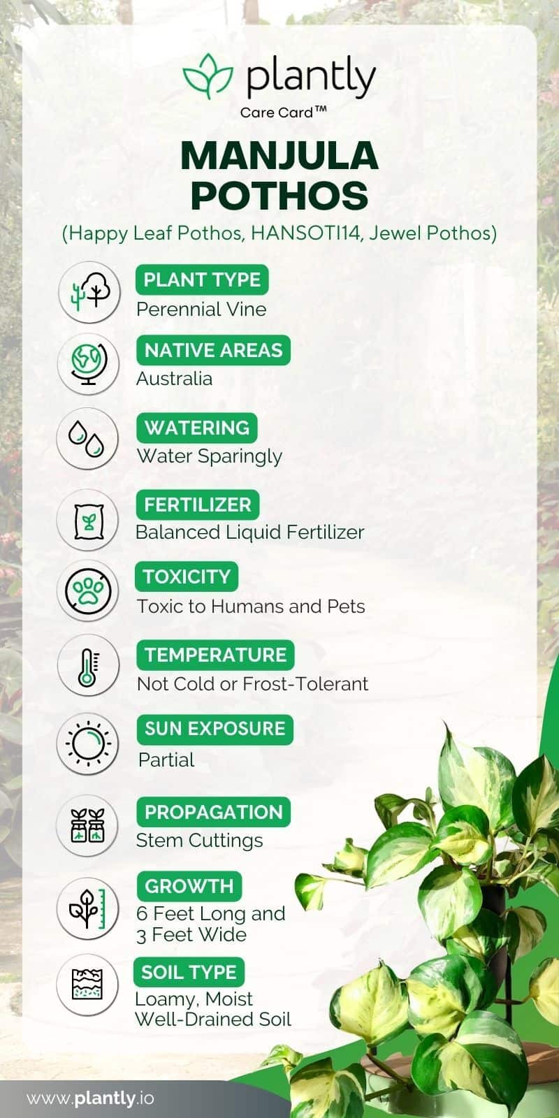 Manjula Pothos Plant Care Guide | Plantly