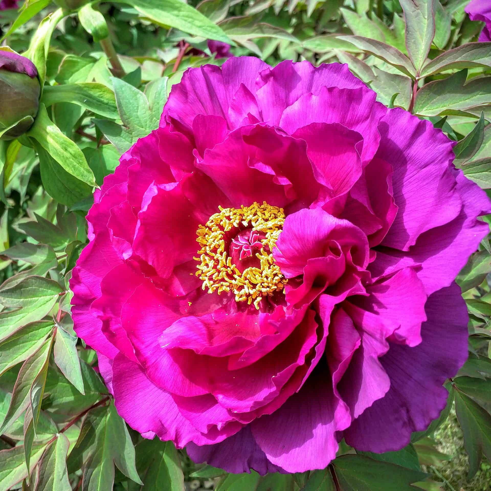 Tree Peony Care Guide | Plantly