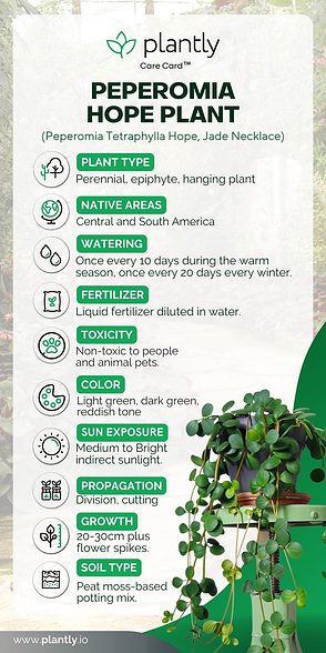 Essential Tips: How to Care for Peperomia Hope | Plantly