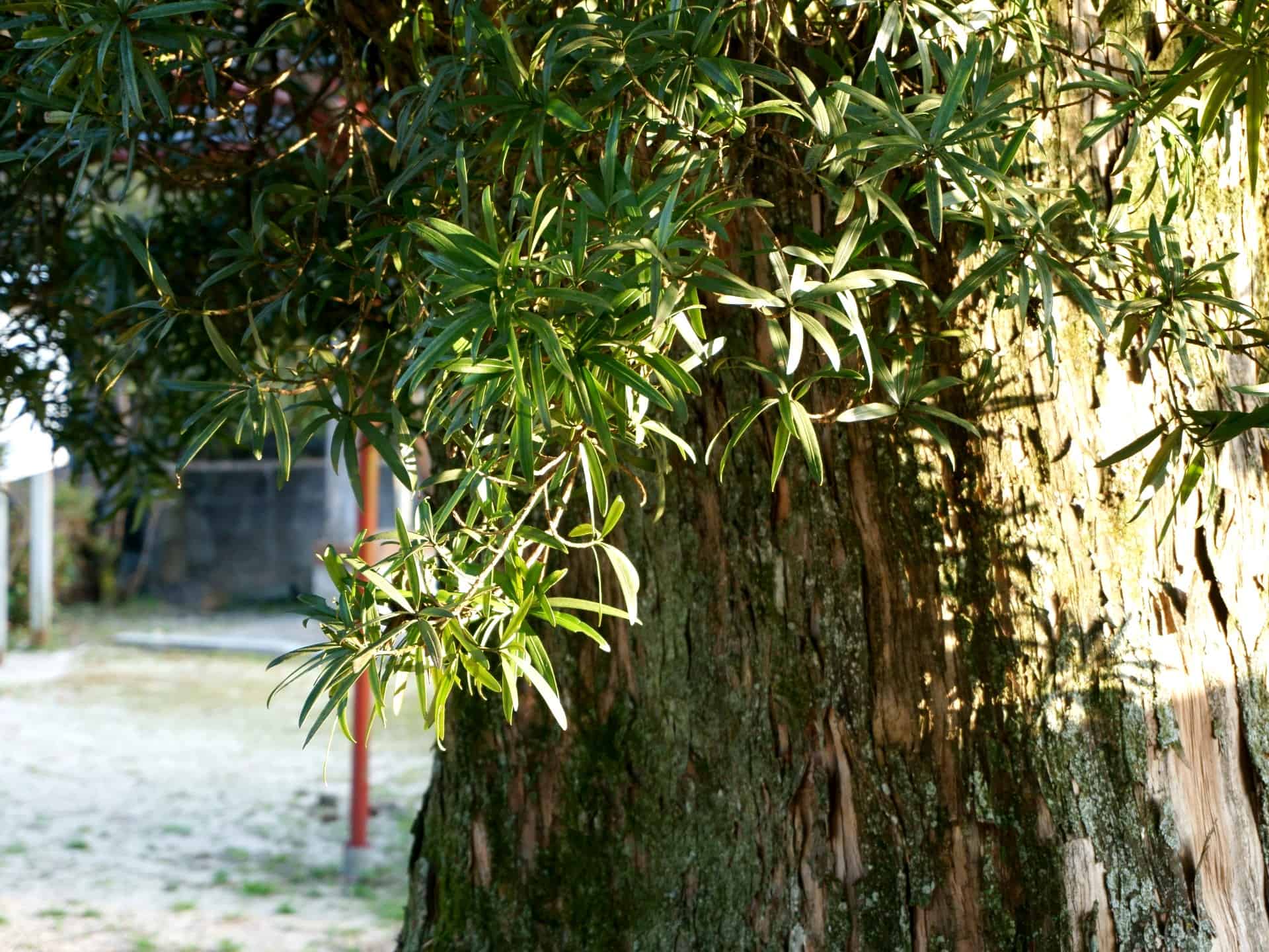 Expert Guide On How To Care Podocarpus Tree | Plantly