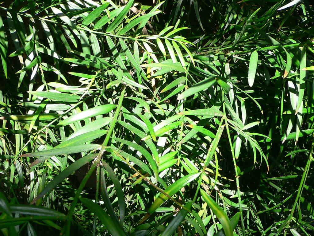 Expert Guide On How To Care Podocarpus Tree | Plantly
