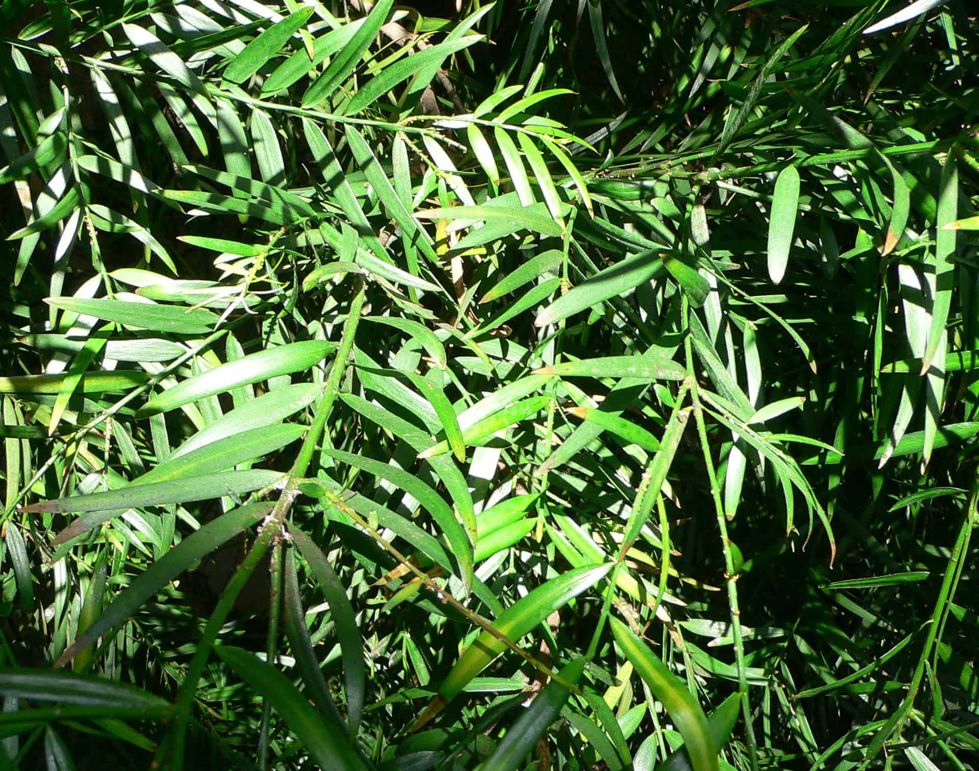 Expert Guide On How To Care Podocarpus Tree | Plantly