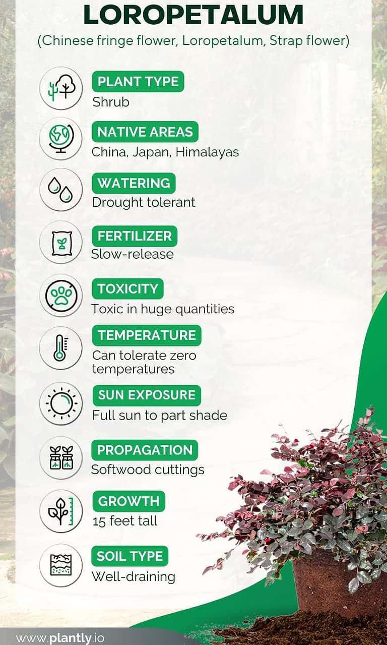 Red Diamond Loropetalum Plant Care | Plantly