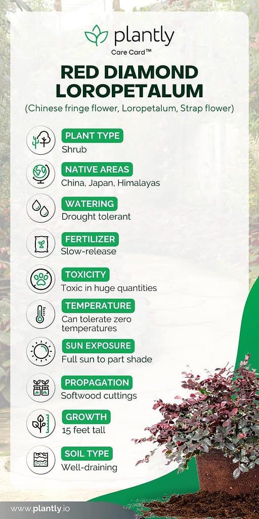 Red Diamond Loropetalum Plant Care | Plantly