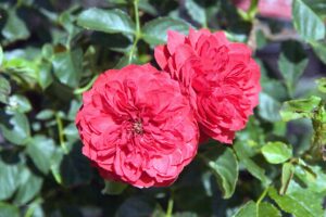 Expert Tips On How To Plant Floribunda Rose Care | Plantly