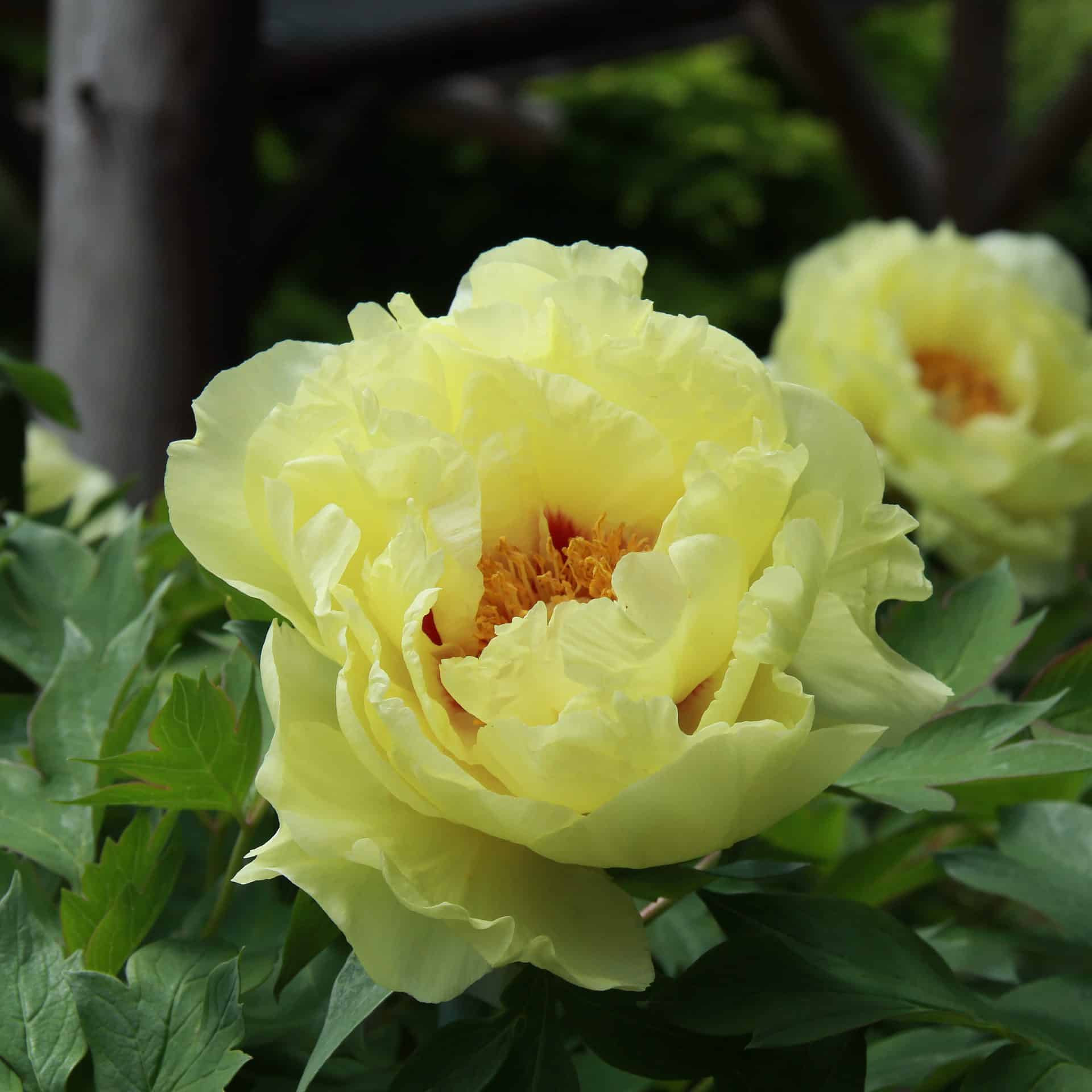Tree Peony Care Guide | Plantly