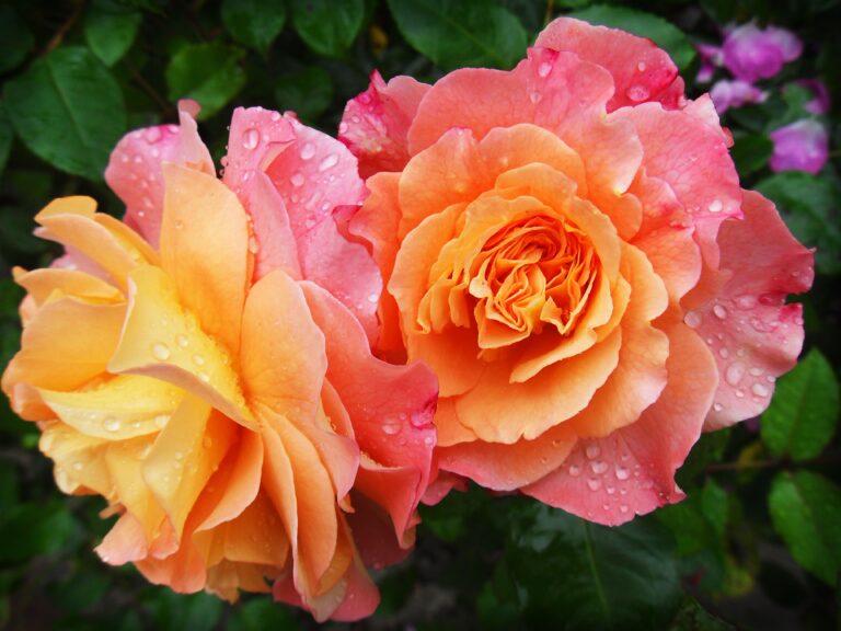 Expert Tips On How To Plant Floribunda Rose Care | Plantly