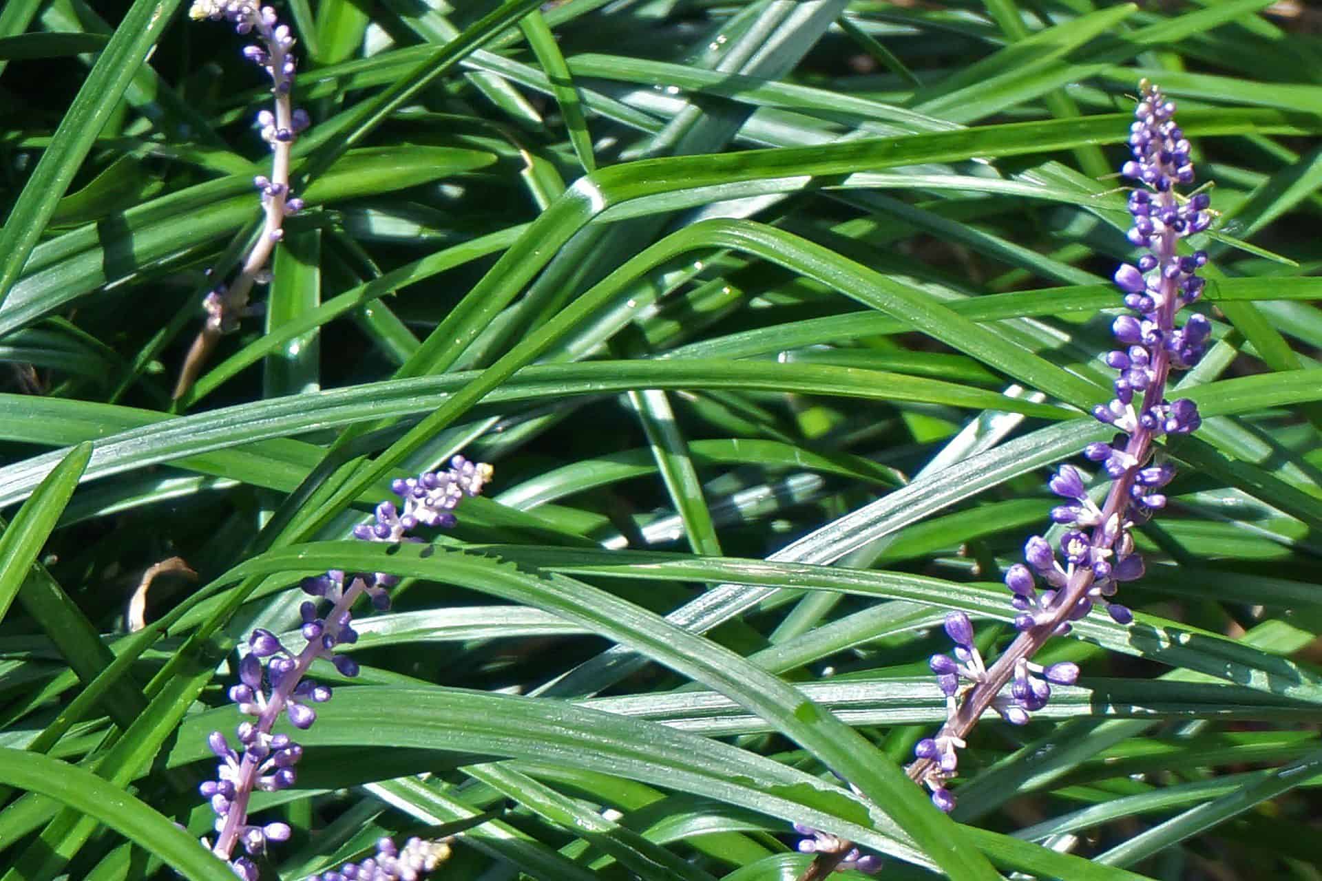 Best Ground Cover For All Areas of The Garden | Plantly