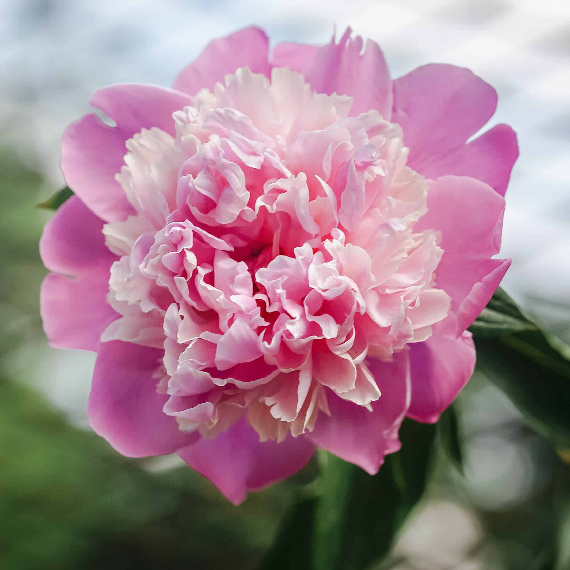 Tree Peony Care Guide | Plantly