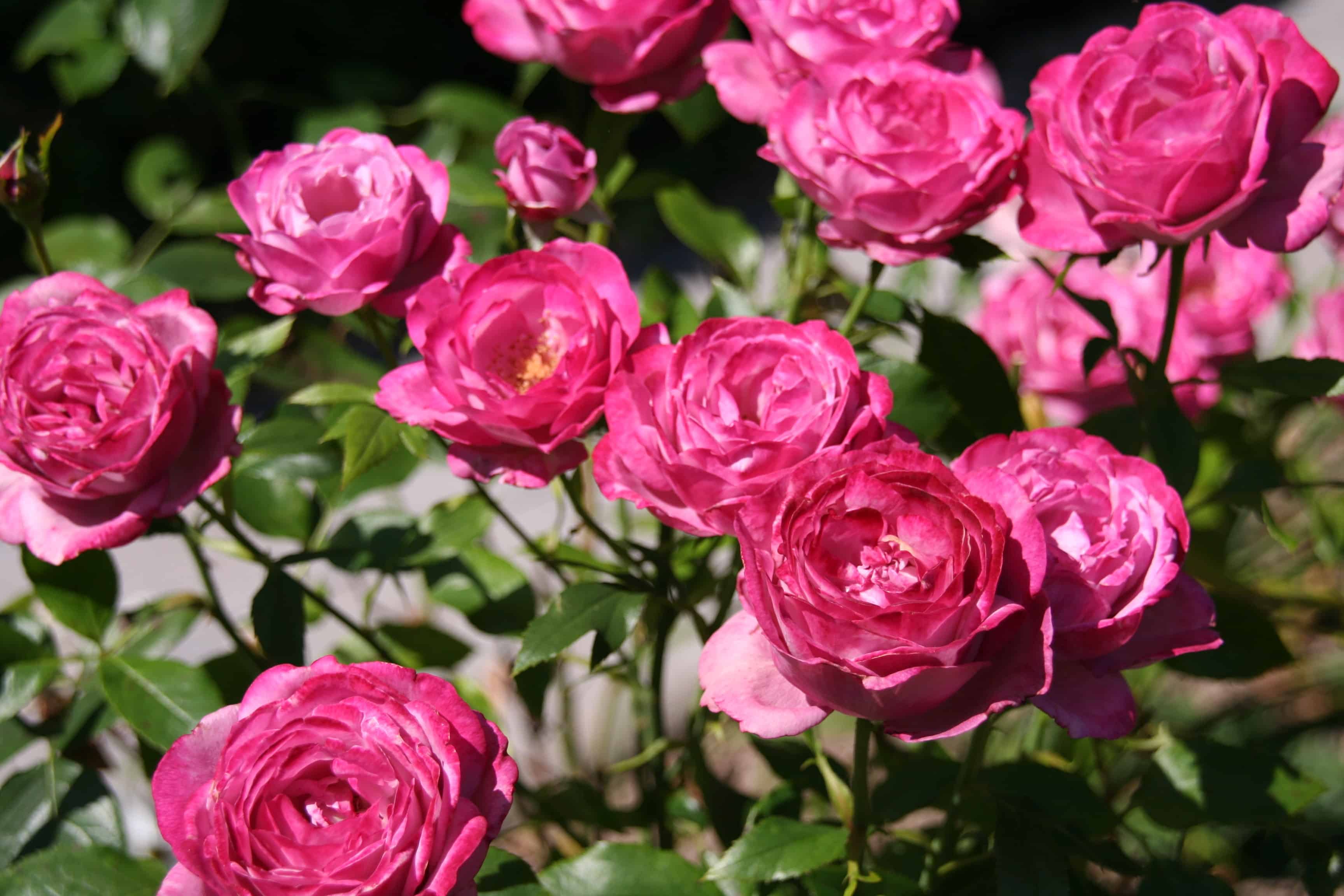 Expert Tips On How To Plant Floribunda Rose Care | Plantly