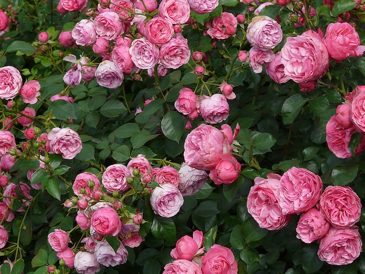 Expert Tips On How To Plant Floribunda Rose Care | Plantly