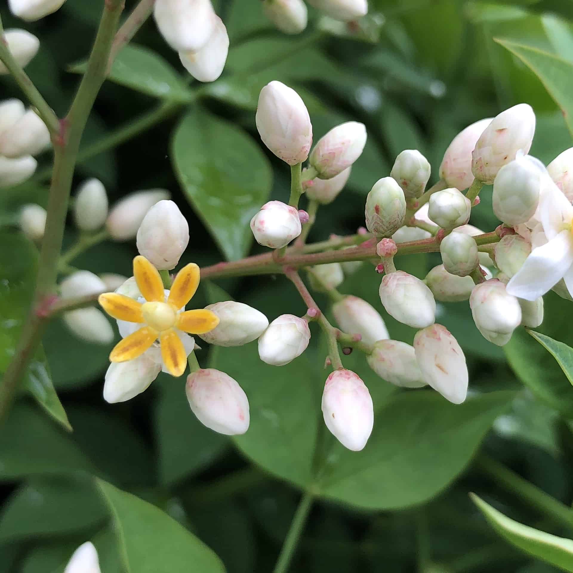 Obsession Nandina Plant Care Guide | Plantly