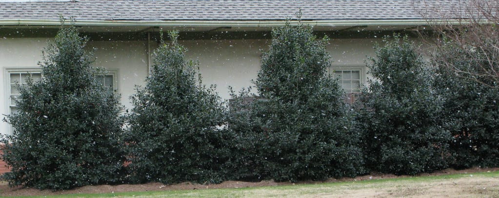 Expert Tips to Grow Nellie Stevens Holly Trees | Plantly