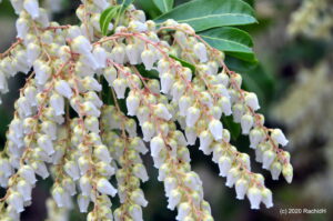 Japanese Andromeda Plant Care Guide | Plantly