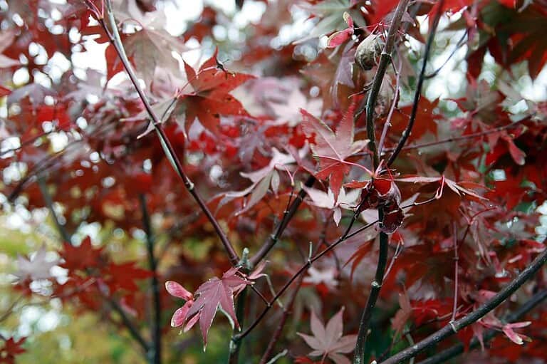 Red Dragon Japanese Maple Tree Care Guide | Plantly