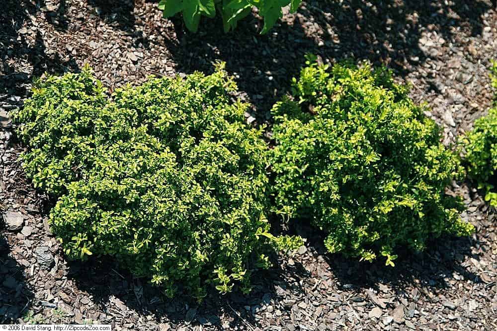 Ultimate Growing Guide for Baby Gem Boxwood | Plantly
