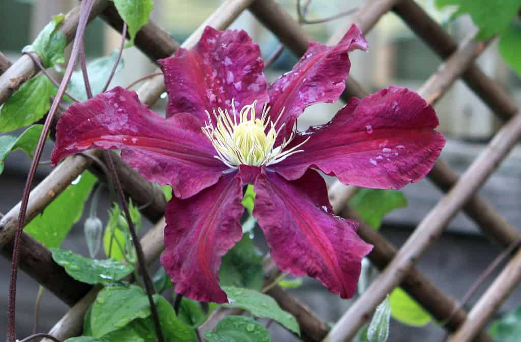Best Clematis Varieties To Grow | Plantly