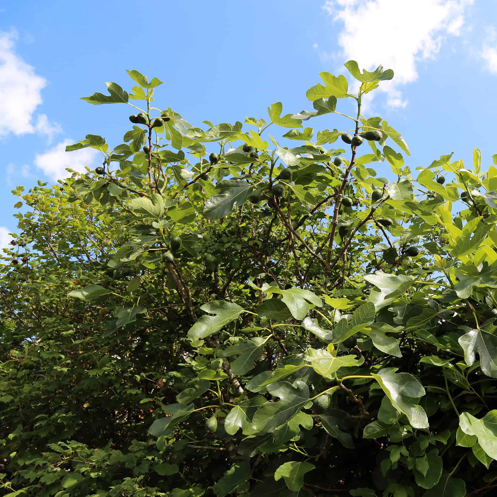 Chicago Hardy Fig Tree Care | Plantly