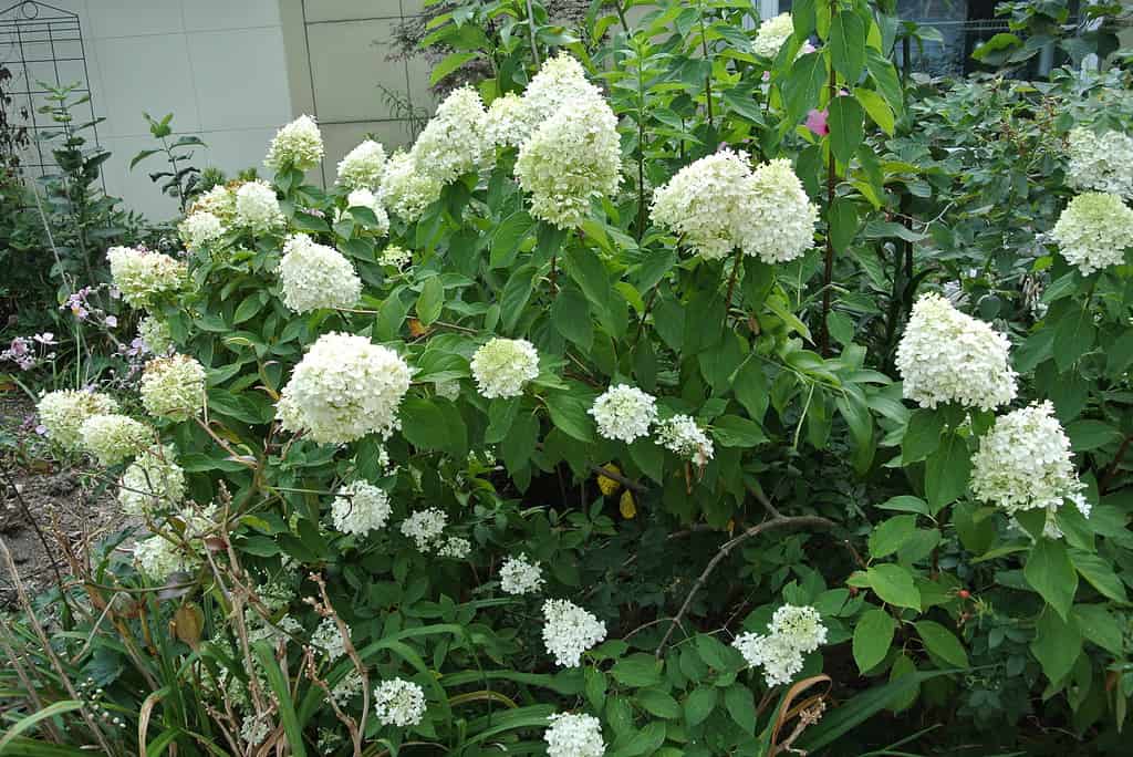 Firelight Hydrangea Care Guide | Plantly