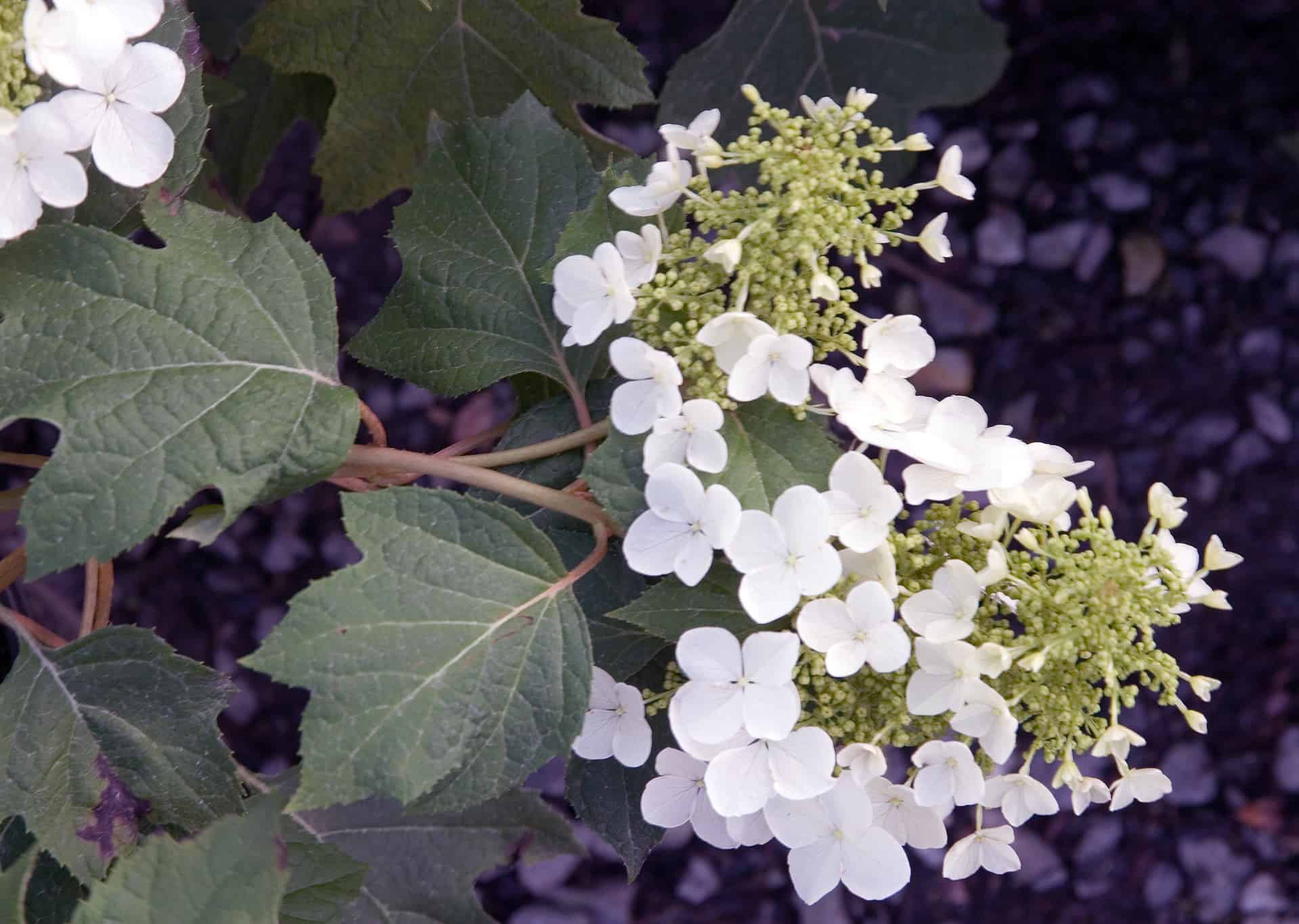 Ruby Slippers Hydrangea Care Guide | Plantly