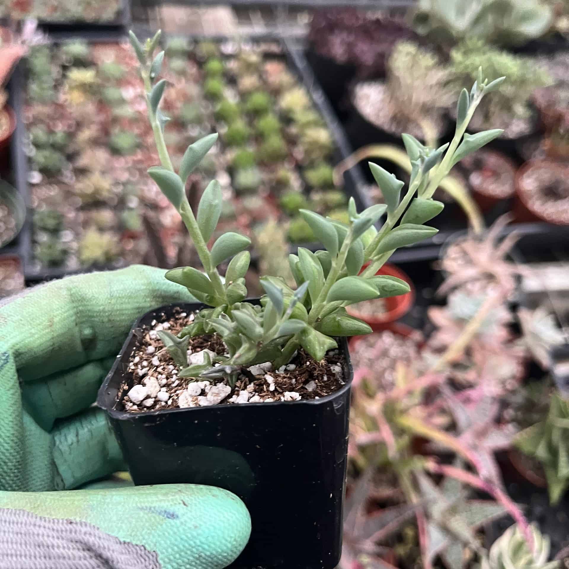 How To Grow and Care for Woodland Phlox | Plantly