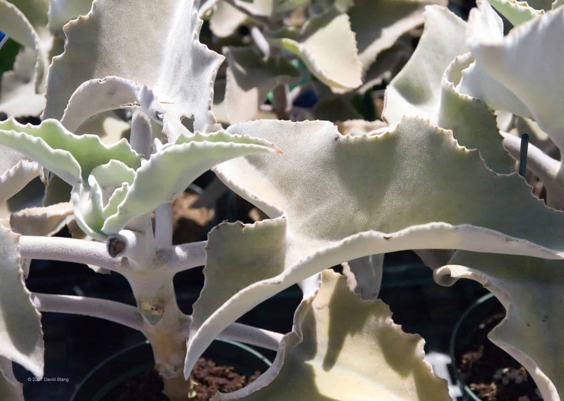 Expert Guide For Kalanchoe Care | Plantly