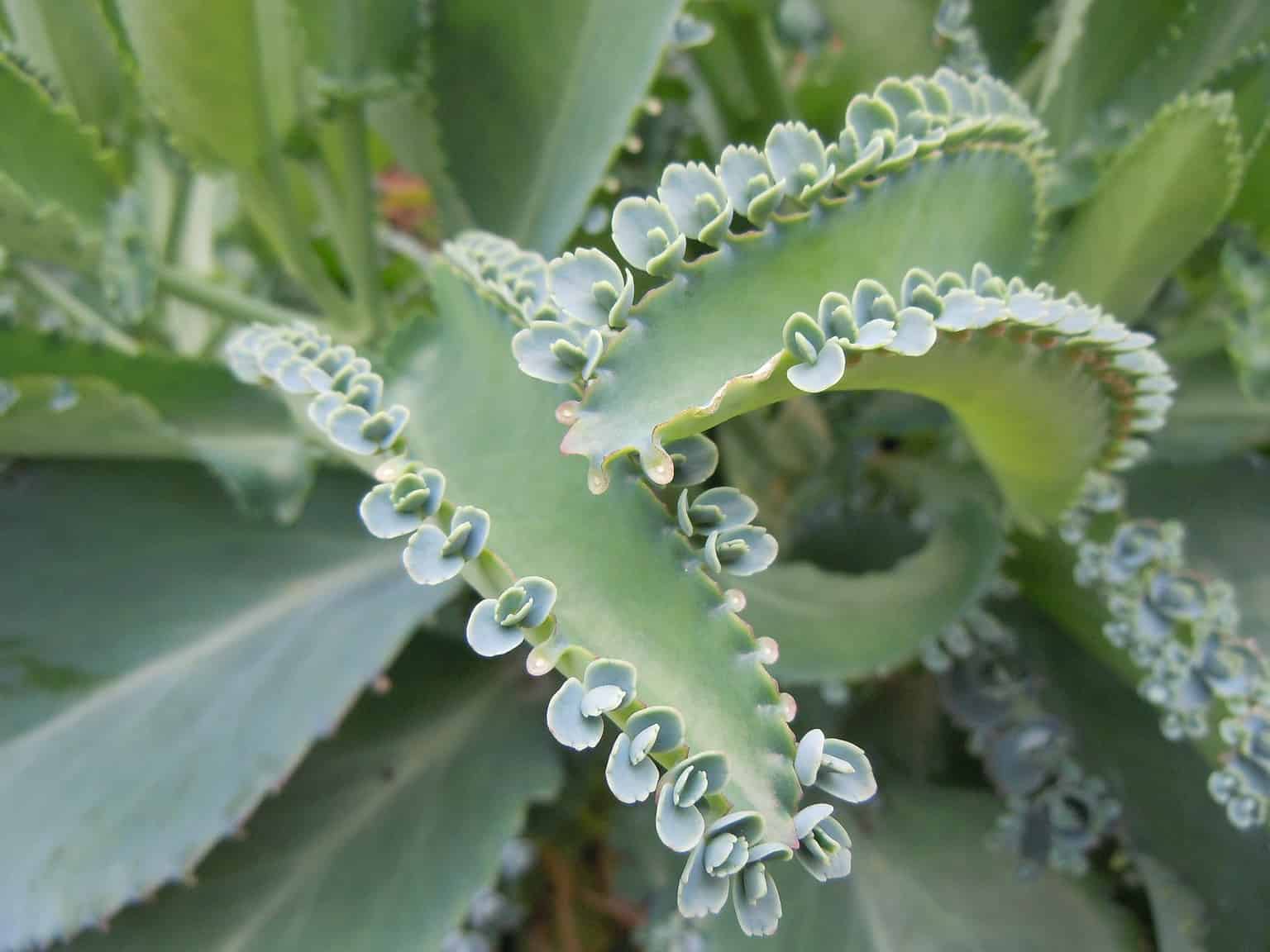 Expert Guide For Kalanchoe Care | Plantly
