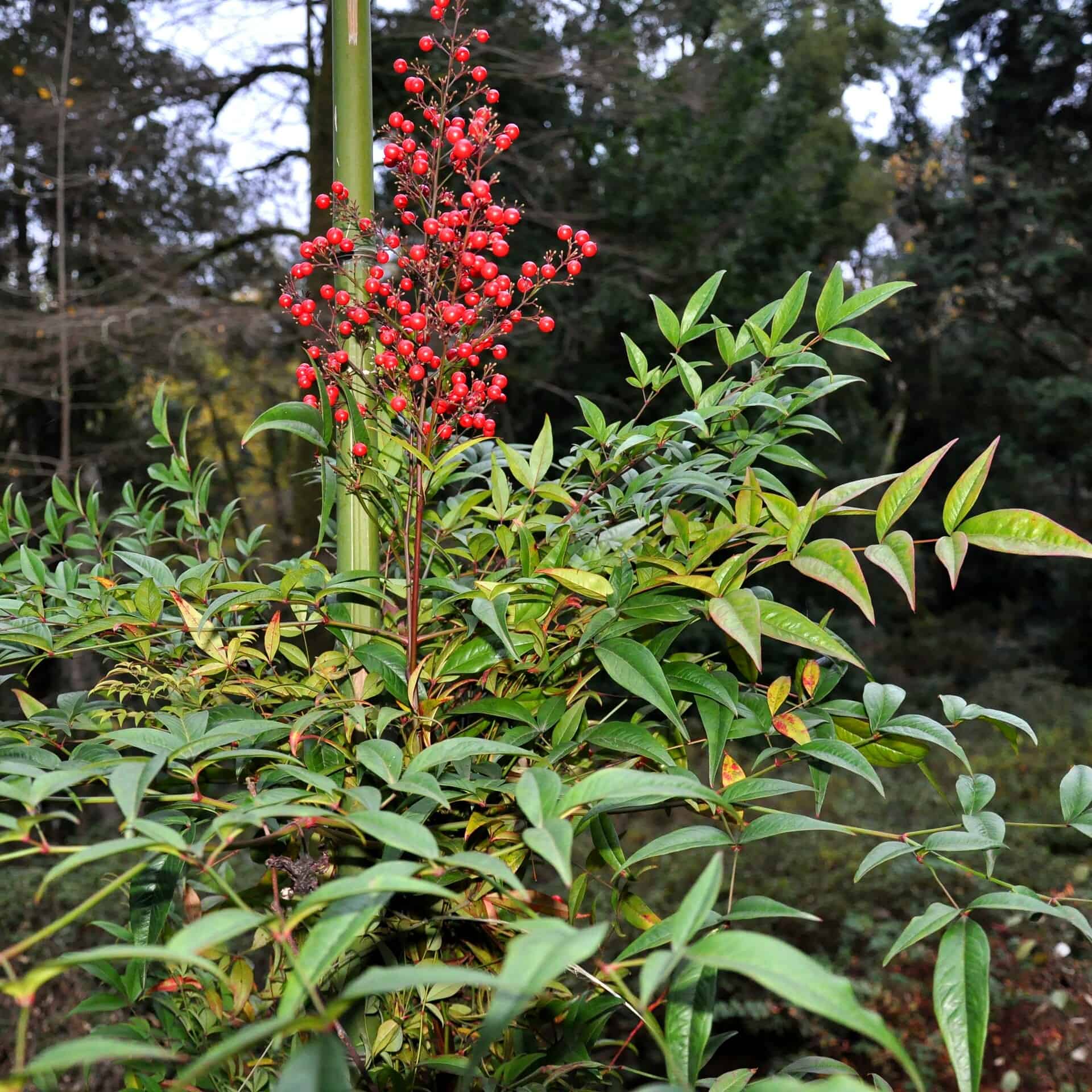 Obsession Nandina Plant Care Guide | Plantly