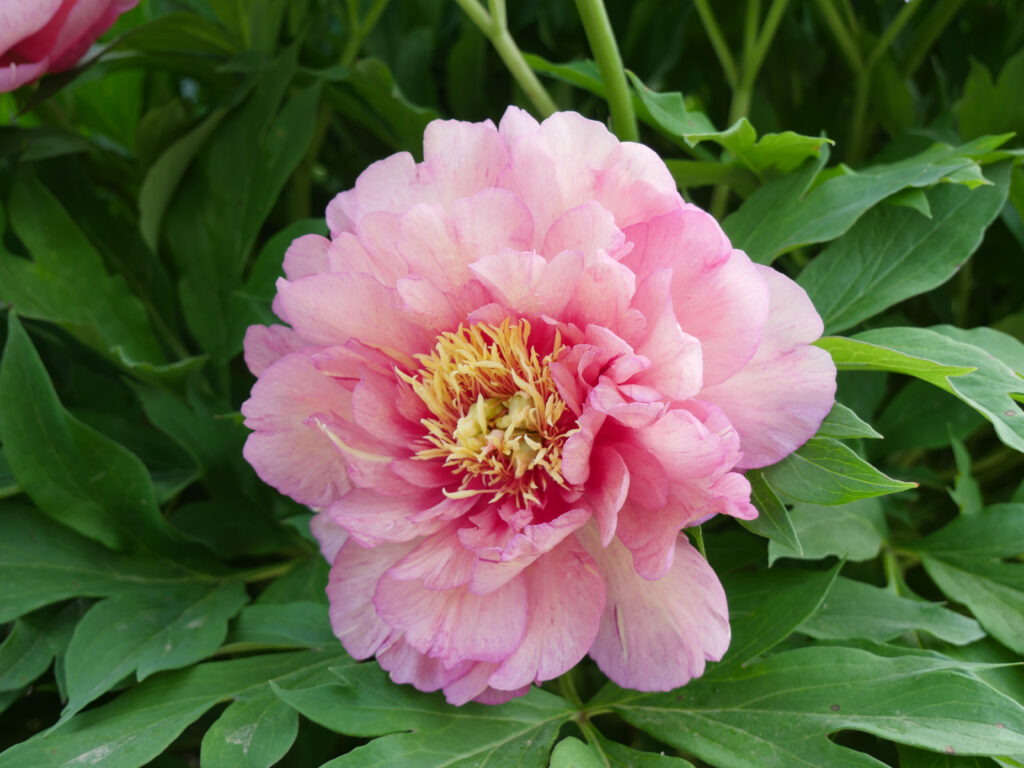 Itoh Peony Plant Care Guide | Plantly