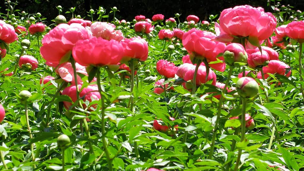 Peony 'Cytherea' Plant Care Guide | Plantly