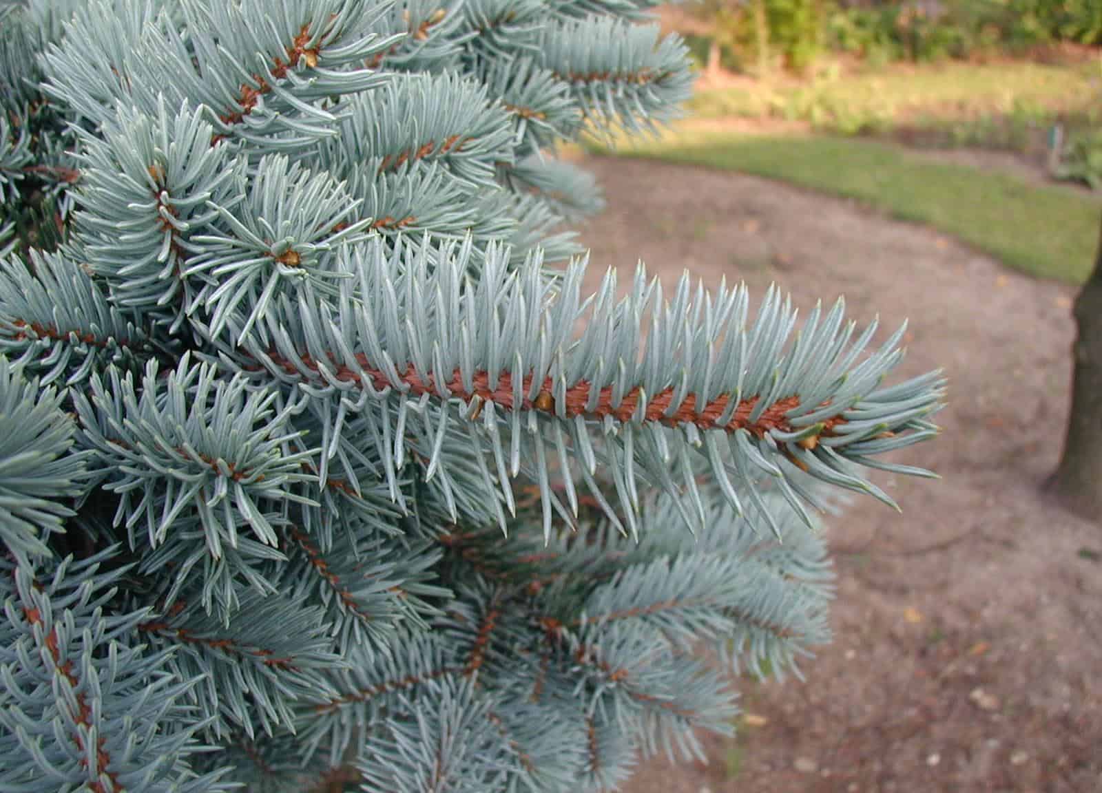 Baby Blue Spruce Care Guide | Plantly
