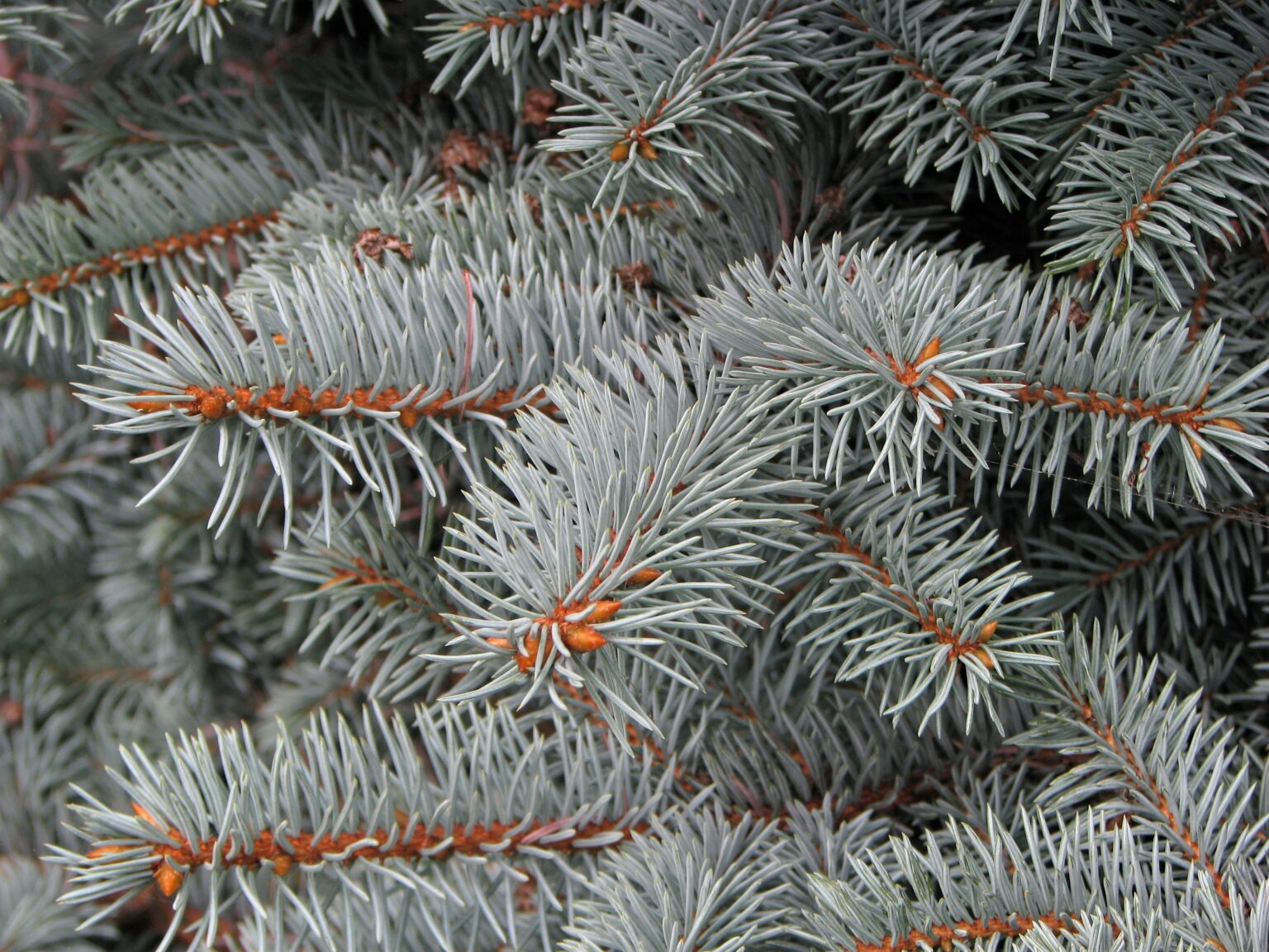 Baby Blue Spruce Care Guide | Plantly