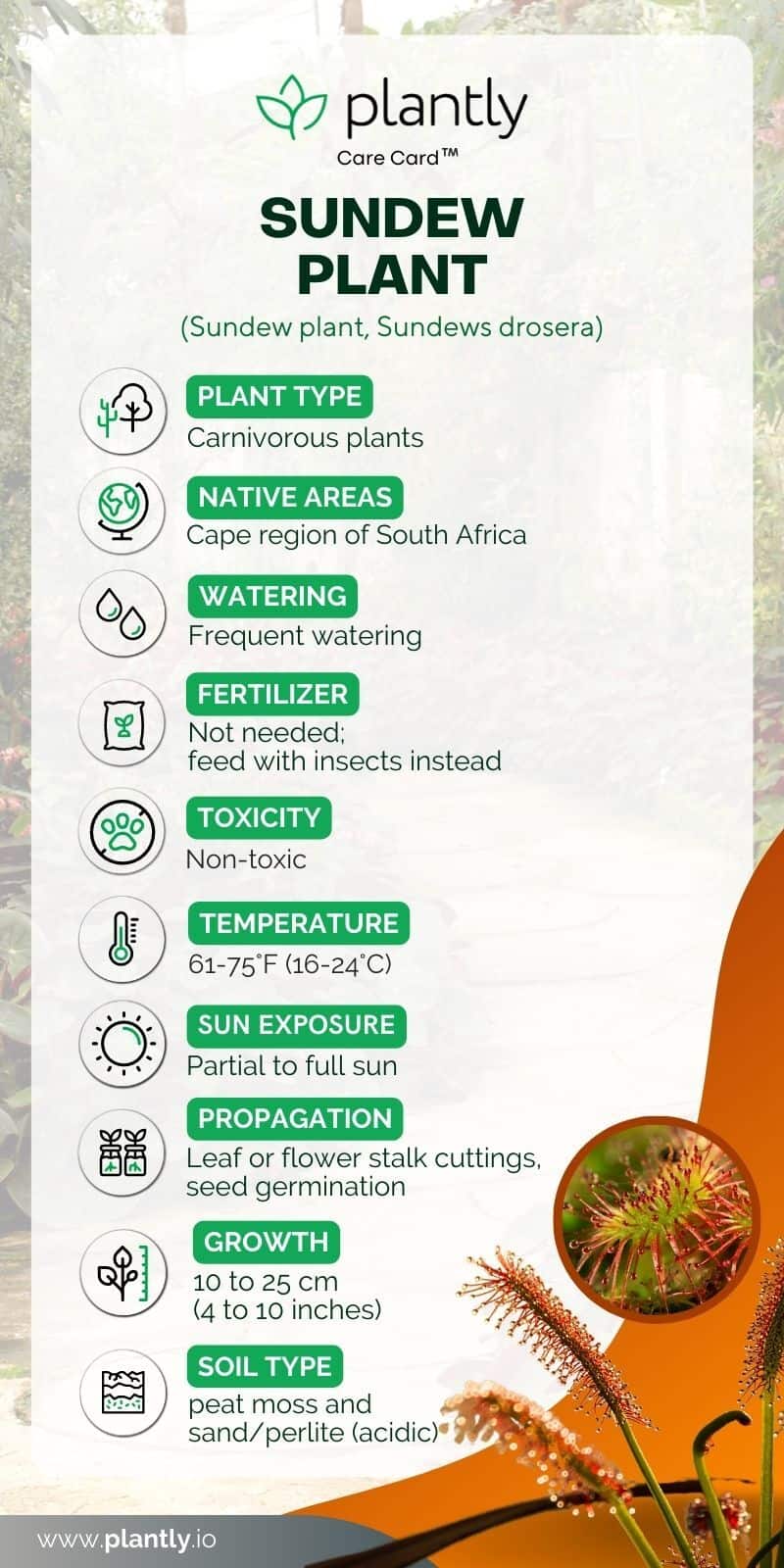 Sundew Plant Complete Care | Plantly