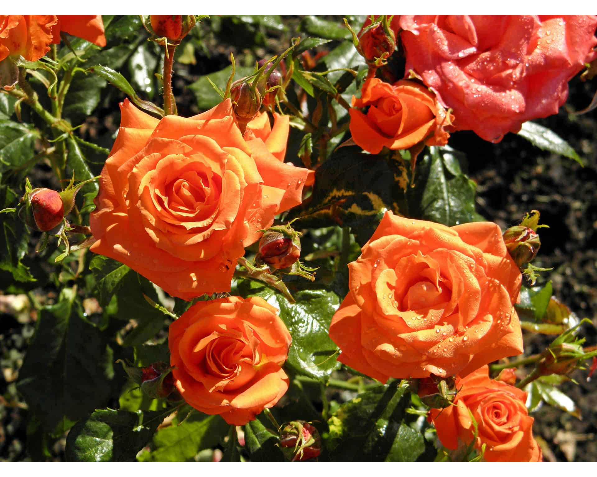 Expert Tips On How To Plant Floribunda Rose Care | Plantly