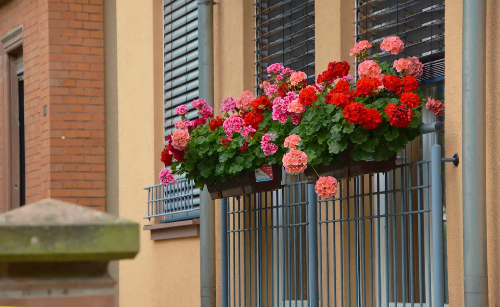 Amazing Balcony Planters Ideas | Plantly